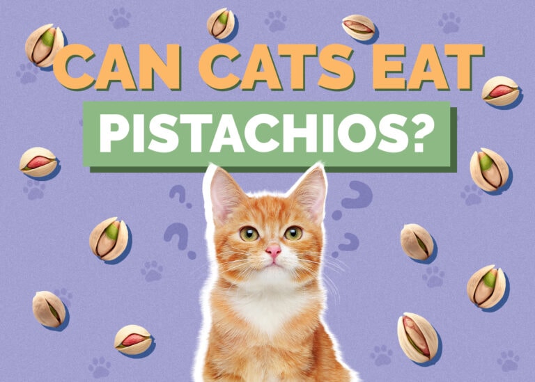 Can Cats Eat Pistachios? Vet-Reviewed Health & Safety Guide | Hepper ...