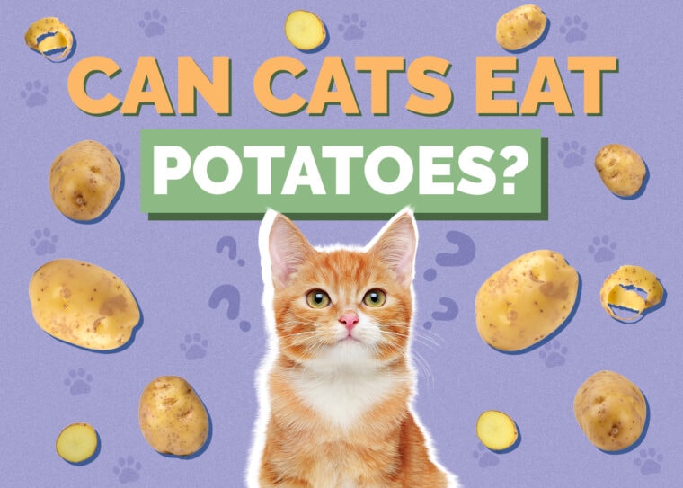 Can Cats Eat Sweet Potatoes? Vet Approved Facts & FAQ | Hepper Pet ...