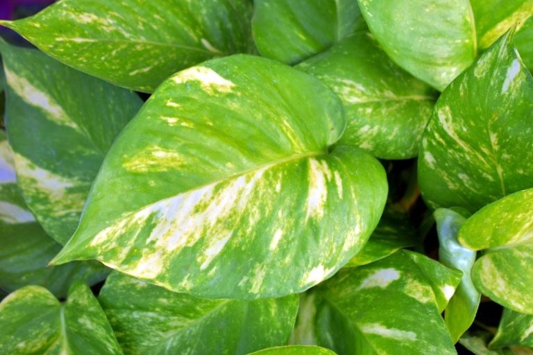 Is Pothos Toxic to Cats? Vet-Reviewed Health & Safety Guide | Hepper ...