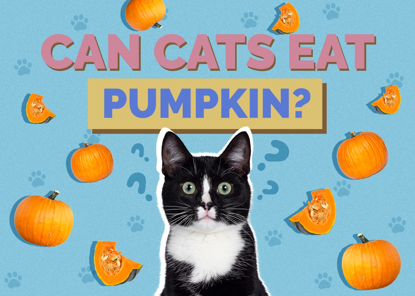 Can Cats Eat Pumpkin? Vet Approved Feeding Facts | Hepper Pet Resources