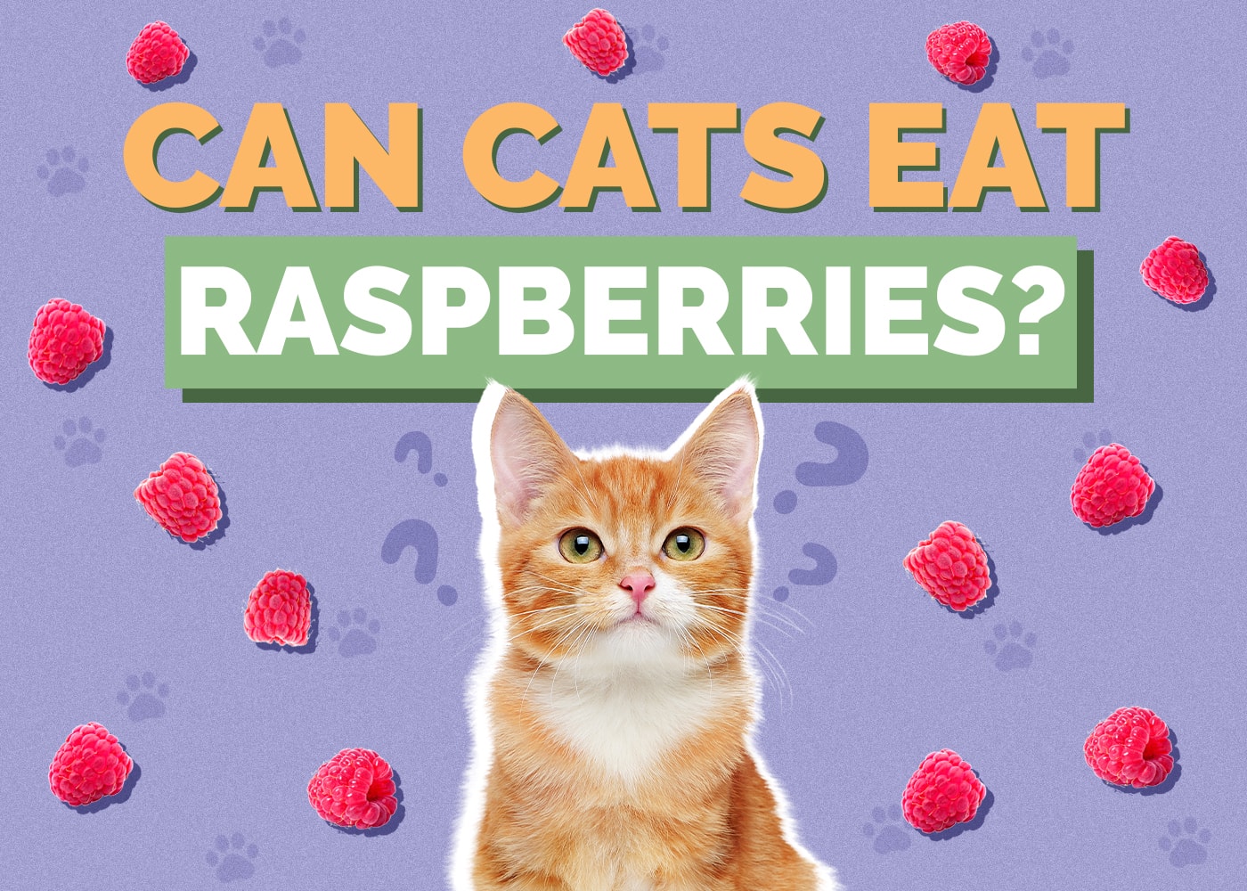 Can Cats Eat Raspberries? Vet-Reviewed Nutrition Facts & FAQ | Hepper ...