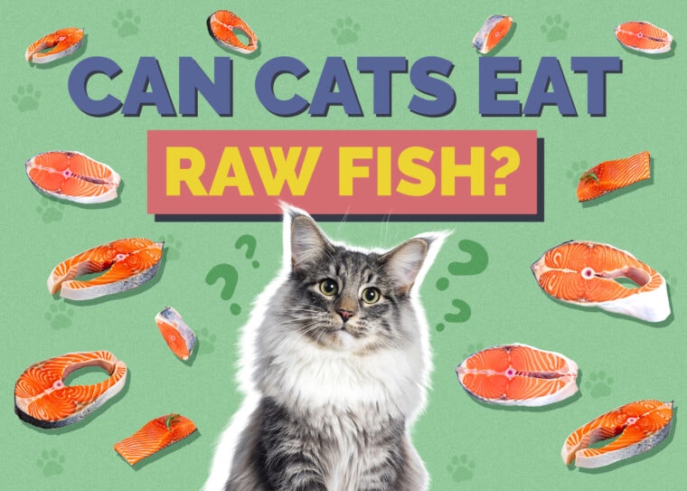 Why Do Cats Like Fish? Feline Facts & FAQs | Hepper Pet Resources