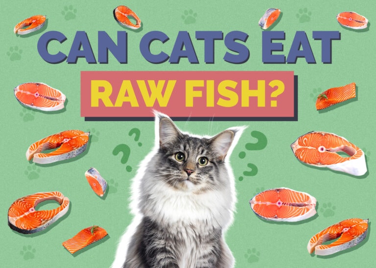 Why Do Cats Like Fish? Feline Facts & FAQs | Hepper Pet Resources