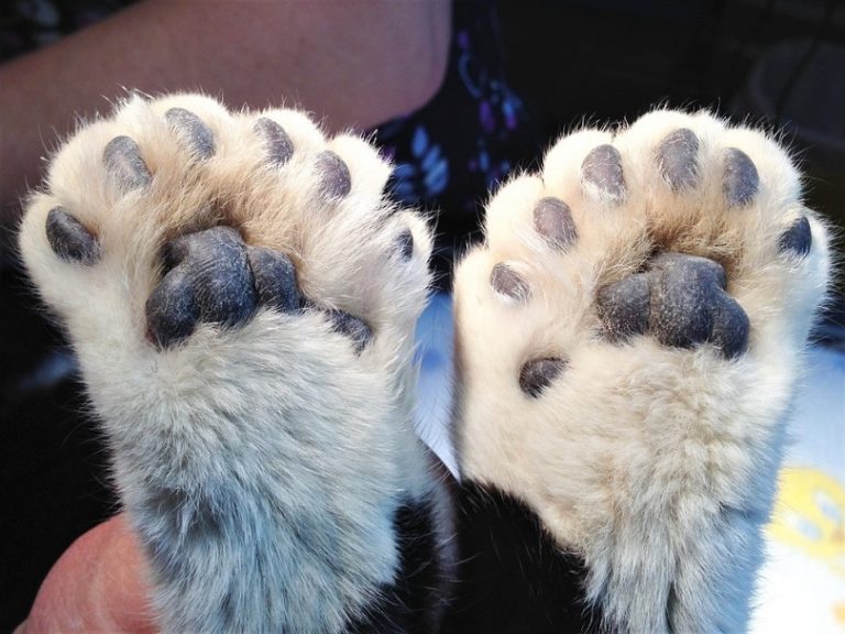 Do All Cats Have Thumbs? Polydactyly Explained | Hepper Pet Resources