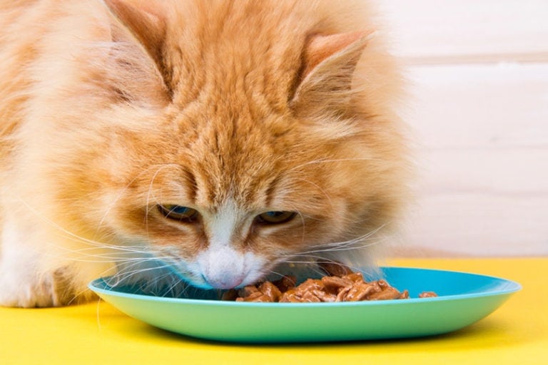 Can Cats Eat Pancakes? Vet-Reviewed Info & Considerations | Hepper Pet ...