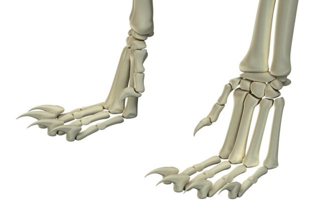 How Many Bones Do Cats Have? The Skeletal Anatomy of a Cat (With ...