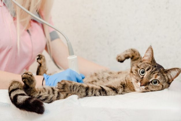 How Do Vets Sedate Cats? Learning From the Experts (Vet Answer ...