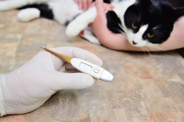 What Are Normal Cat Vital Signs? Vet Approved Tips On How Yo Measure ...