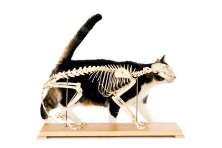 Why Are Cats So Flexible? Based on Science | Hepper Pet Resources