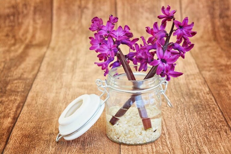 Are Hyacinths Poisonous to Cats? Vet-Approved Facts | Hepper Pet Resources