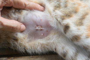 Cat Spaying Procedure: Vet-Reviewed Facts & Risks | Hepper Pet Resources