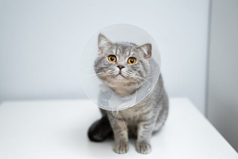 How to Tell if a Cat Needs Their Glands Expressed (Vet Answer) | Hepper ...