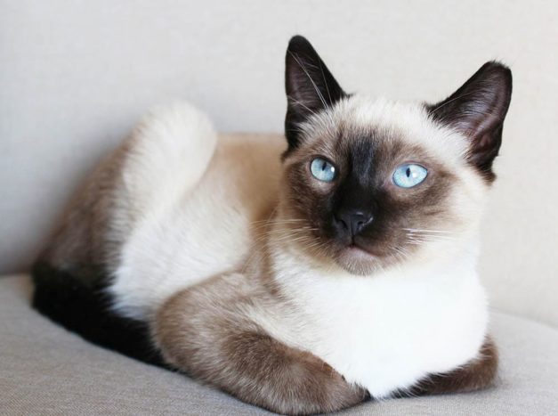 33 Siamese Cat Colors (With Color Chart) | Hepper Pet Resources