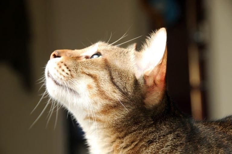 How Many Muscles Does a Cat Have in Each Ear? Vet-Reviewed Facts ...