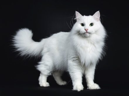 15 Cats With Curly Tails (With Info & Pictures) | Hepper Pet Resources