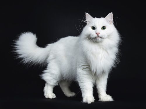 11 Incredible White Cat Facts You'll Be Surprised to Learn | Hepper Pet ...