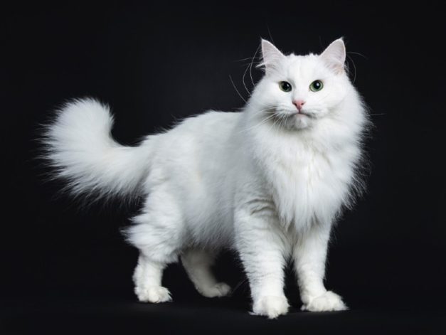 10 White Cat Breeds: Info, Pictures, Characteristics & More | Hepper ...