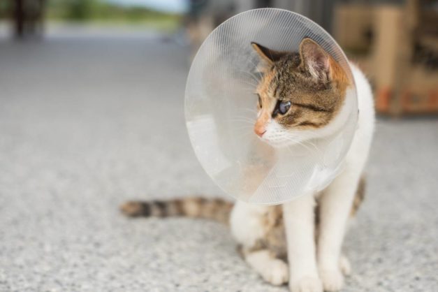 Cat Spaying Procedure: Vet-Reviewed Facts & Risks | Hepper Pet Resources