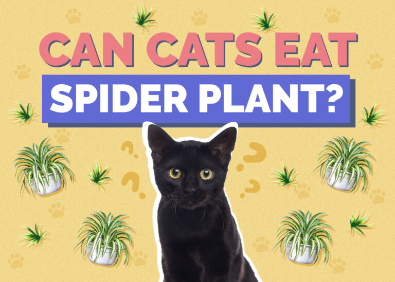 Can Cats Eat Spider Plants? Vet-Verified Safety Facts | Hepper Pet ...