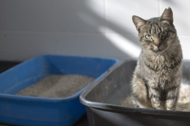 How to Dispose of Cat Litter: 5 Easy & Effective Options | Hepper Pet ...
