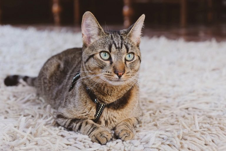 How to Tell What Breed Your Cat Is? Our In-Depth Identification Guide ...