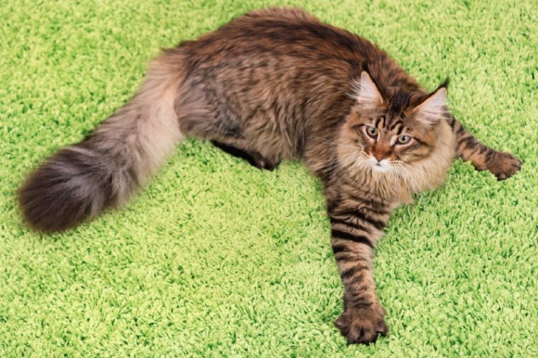 350 Powerful & Badass Cat Names: Our Top Picks for Your Strong ...