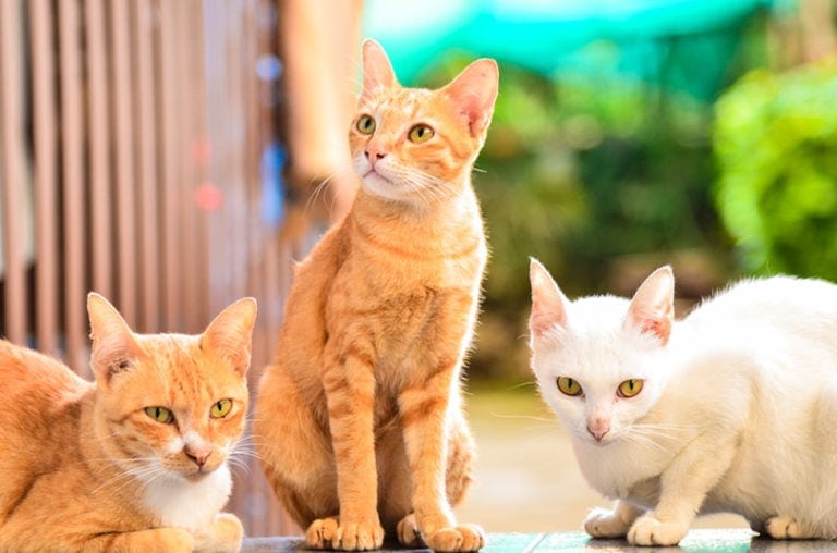 How Many Cats Is Too Many? Potential Health Concerns & Care ...