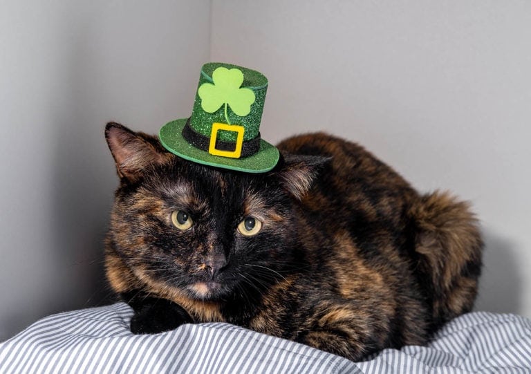 130+ Irish and Celtic Cat Names: Our Top Picks for Your Cat (With ...