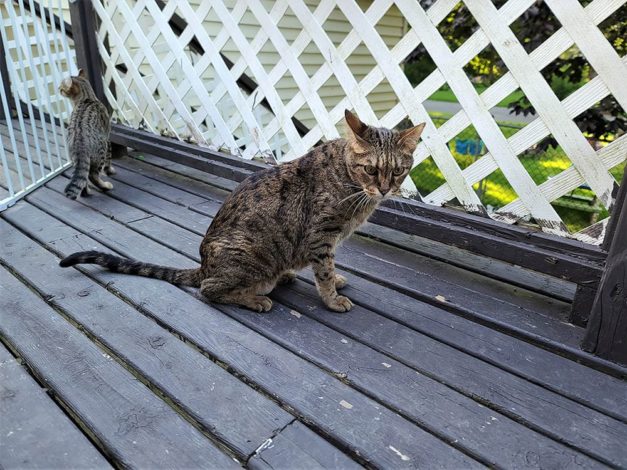 10 DIY Cat Gate & Barrier Plans You Can Make Today (With Pictures ...
