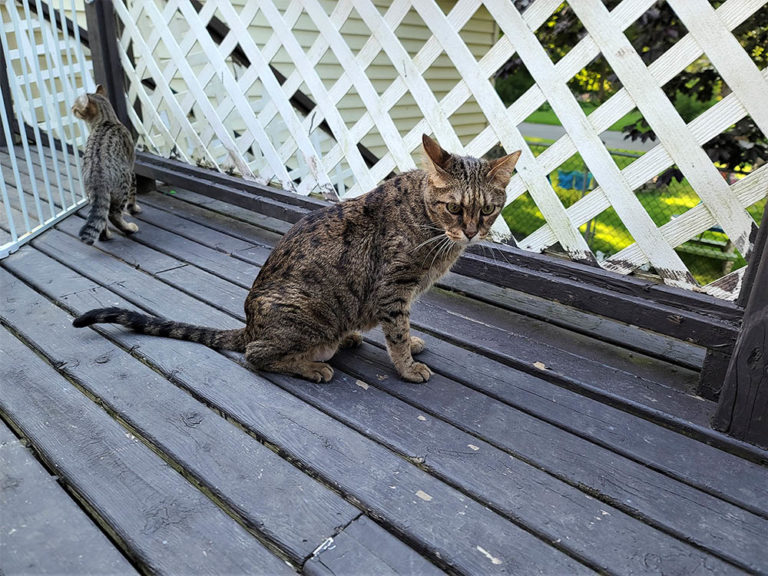 10 DIY Cat Gate & Barrier Plans You Can Make Today (With Pictures ...