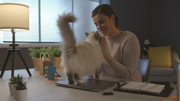 Can Cats Have Autism? Our Vet Explains Facts, Signs & Diagnosis ...