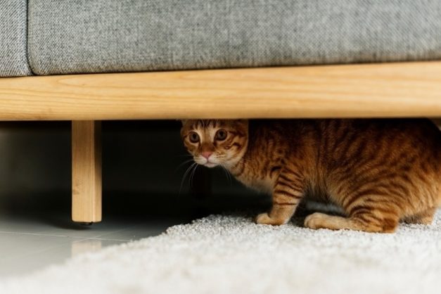 How to Tell If a Cat Is Scared? Vet-Verified Signs, Triggers ...