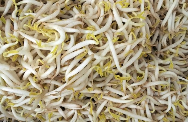 Can Dogs Eat Bean Sprouts? Vet-Reviewed Benefits | Hepper Pet Resources