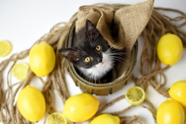 150 Spanish Cat Names: Our Top Picks for Your Cat (with Meanings ...
