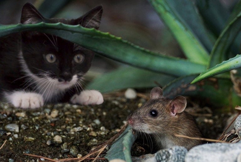 What Do Feral Cats Eat in the Wild? Eating & Hunting Habits Explained ...