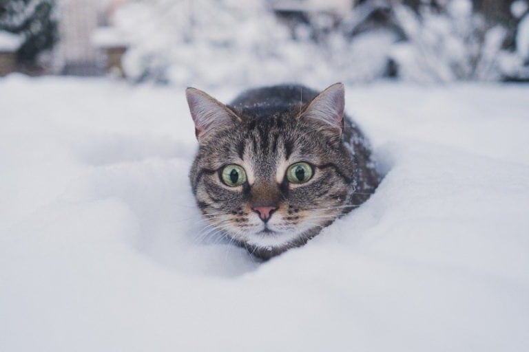 How Do Cats Feel Cold? Vet-Approved Facts & FAQ | Hepper Pet Resources