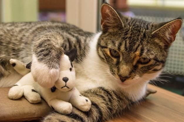 Why Is My Cat Carrying Around a Toy and Meowing? 7 Likely Reasons ...