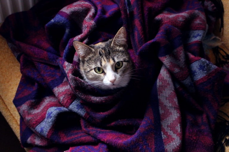 7 Reasons Why Your Cat Buries Their Head (The Surprising Details ...