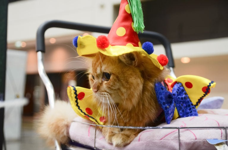 8 Biggest Cat Conventions and Festivals in the World (2026 Update ...