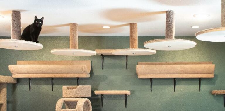 8 DIY Cat Bridge Plans You Can Make Today (with Pictures) | Hepper Pet ...