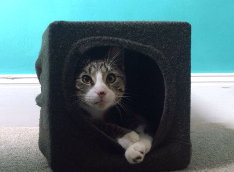15 DIY Cat Cave Plans You Can Make Today (With Pictures) | Hepper Pet ...