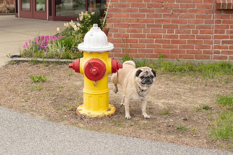 Why Do Dogs Pee on Fire Hydrants? Canine Behavior Explained | Hepper ...