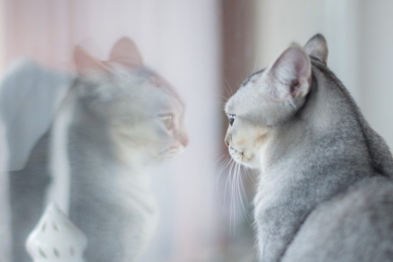 My Cat Is Quiet All of a Sudden: 6 Possible Reasons Why | Hepper Pet ...