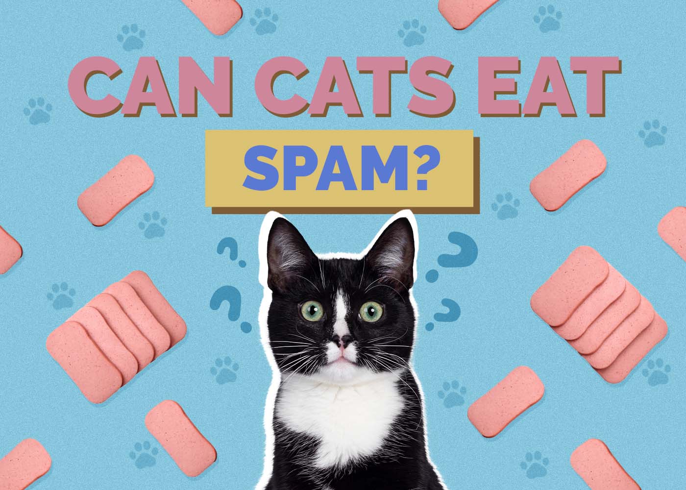 Can Cats Eat Spam? Vet-Reviewed Health & Safety Guide | Hepper Pet ...