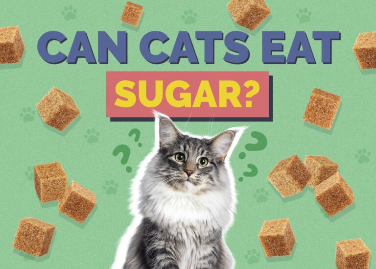 Can Dogs Eat Sugar? Vet Approved Nutritional Health & Safety Guide ...