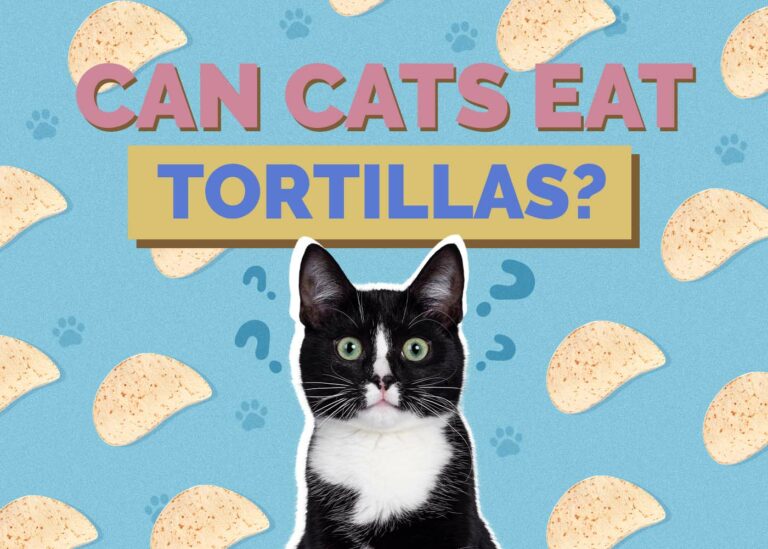 Can Cats Eat Cheetos? What You Need to Know! | Hepper Pet Resources