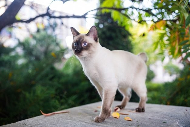 10 Short Tail Cat Breeds (With Info & Pictures) | Hepper Pet Resources
