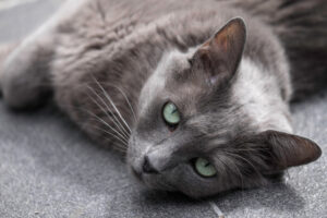 16 Most Cuddly and Affectionate Cat Breeds (With Info & Pictures ...