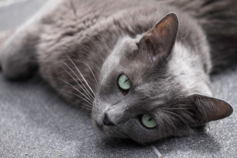 16 Most Cuddly and Affectionate Cat Breeds (With Info & Pictures ...