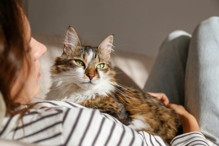 16 Most Cuddly and Affectionate Cat Breeds (With Info & Pictures ...